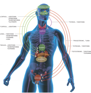 Neurotransmitter Testing - The Darling Center | World Class Integrative ...