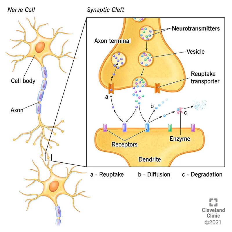 Neurotransmitter Testing The Darling Center Neurotransmitter Testing The Darling Center